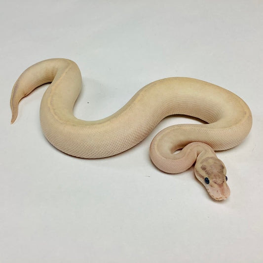 Ivory Ball Python by BHB Reptiles - MorphMarket