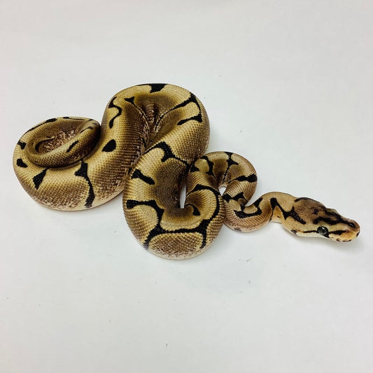 Spider Het Ghost Ball Python by BHB Reptiles - MorphMarket