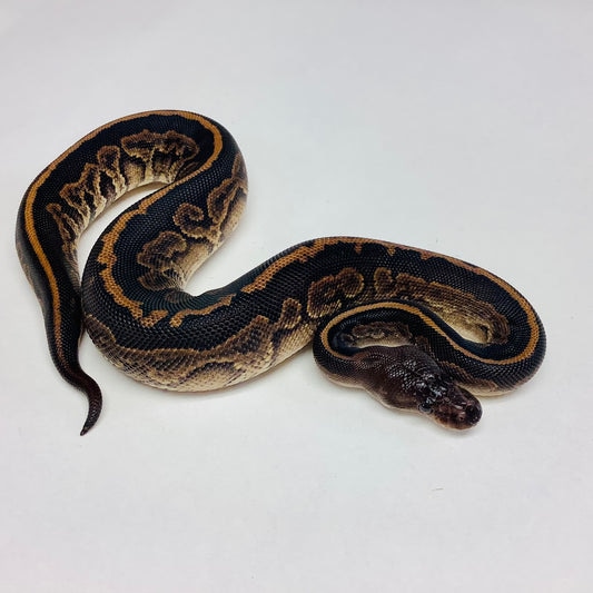 Mahogany Black Pastel Het Pied Ball Python by BHB Reptiles - MorphMarket