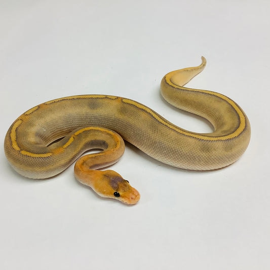 Mimosa Ball Python by BHB Reptiles - MorphMarket