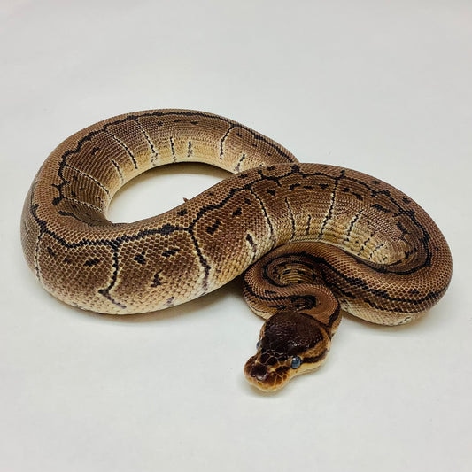 Pinstripe Ball Python by BHB Reptiles - MorphMarket