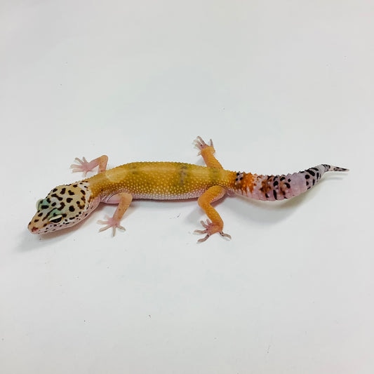 Hypo Tangerine Carrot Tail Pos Het Tremper Leopard Gecko by BHB ...