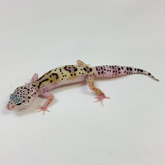 Mack Snow Eclipse W/Y Pos Het Tremper & Eclipse Leopard Gecko by BHB ...