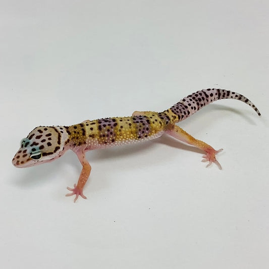 Mack Snow Het Murphy Patternless Leopard Gecko by BHB Reptiles ...