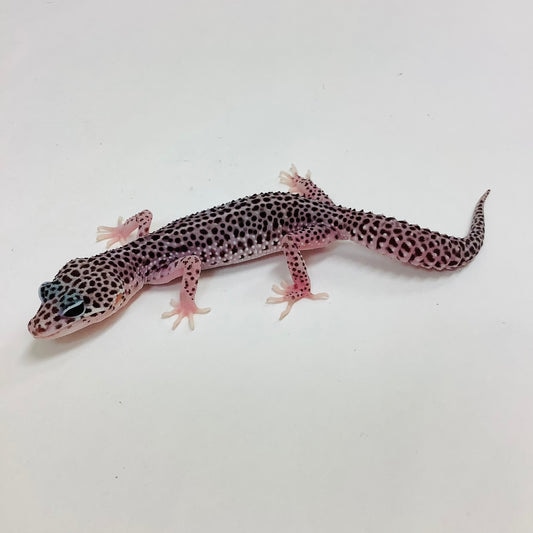 Super Snow Het Murphy Patternless Leopard Gecko by BHB Reptiles ...