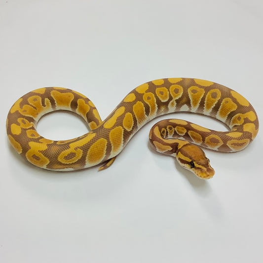 Ultramel Ball Python by BHB Reptiles - MorphMarket