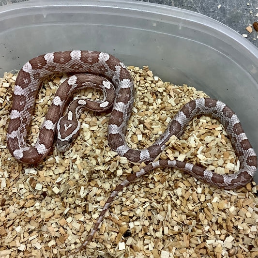 Ultramel Anerythristic Corn Snake by BHB Reptiles - MorphMarket