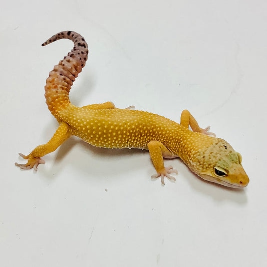 Super Hypo Tangerine Carrot Tail Leopard Gecko by BHB Reptiles ...