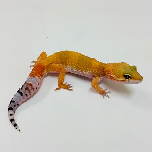 Super Hypo Tangerine Carrot Tail Baldy Leopard Gecko by BHB Reptiles