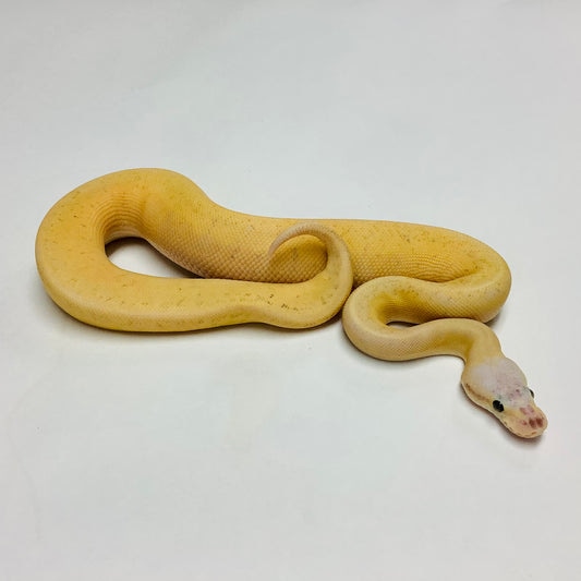 Super Dragonfly Ball Python by BHB Reptiles