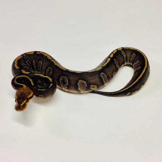 Super Chocolate Ball Python by BHB Reptiles - MorphMarket