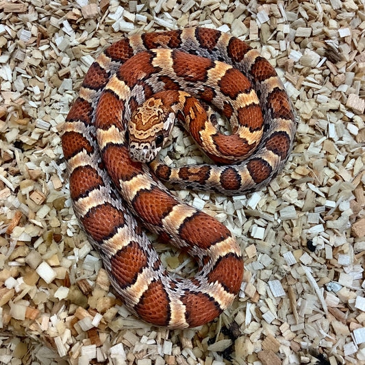Sunkissed Corn Snake by BHB Reptiles - MorphMarket
