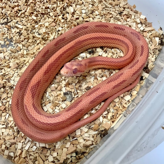 Strawberry Hypomelanistic Striped Corn Snake by BHB Reptiles - MorphMarket