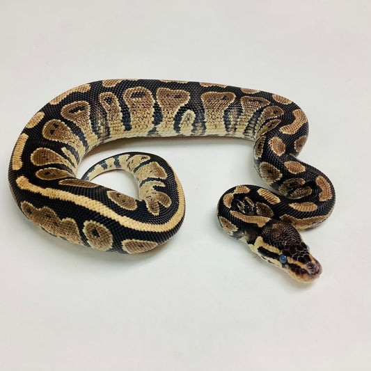 Spark Ball Python by BHB Reptiles