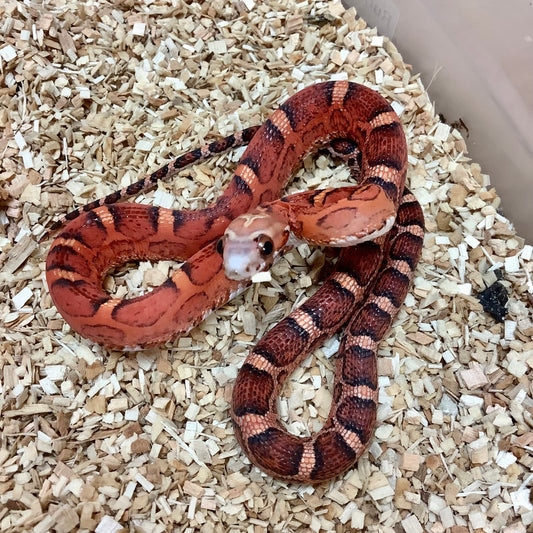 Scaleless Okeetee Corn Snake by BHB Reptiles - MorphMarket