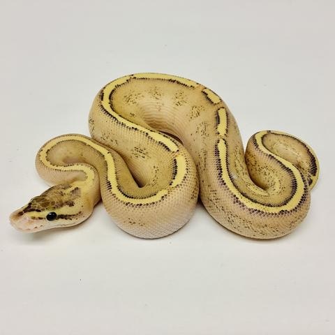 Puma McKenzie Ball Python by BHB Reptiles - MorphMarket