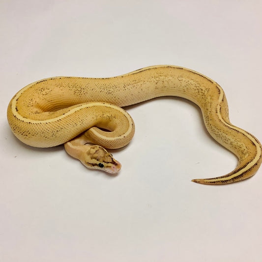 Puma Ball Python by BHB Reptiles