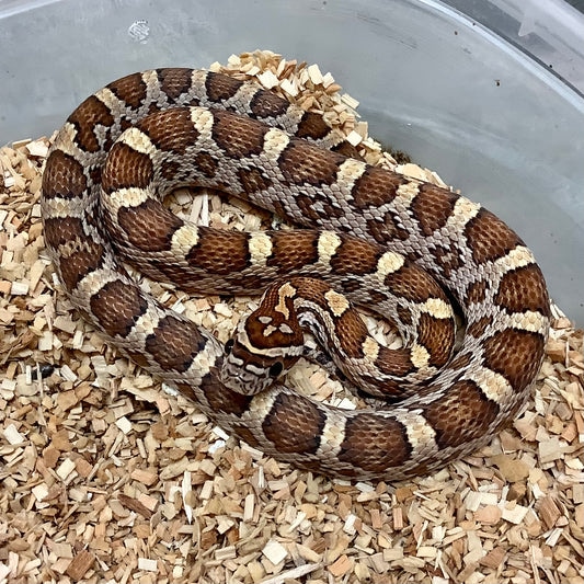 Pos Het Creamsicle Scaleless Corn Snake by BHB Reptiles