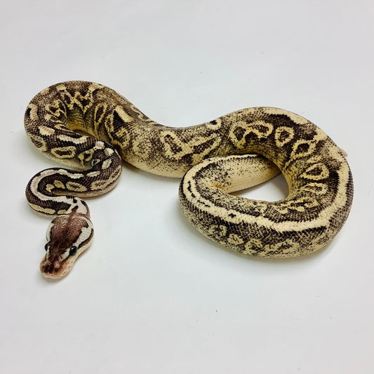 Pewter Enchi Het Clown Ball Python by BHB Reptiles