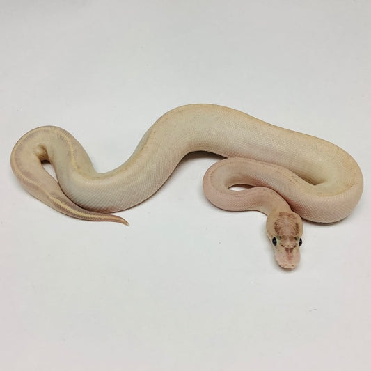Pastel Ivory Ball Python by BHB Reptiles - MorphMarket