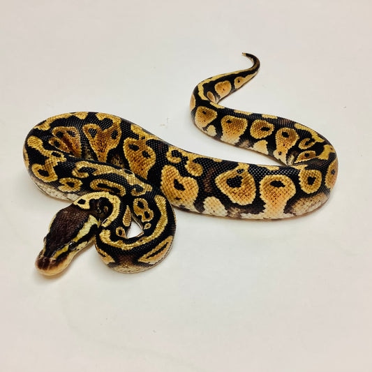 Pastel Ball Python by BHB Reptiles - MorphMarket
