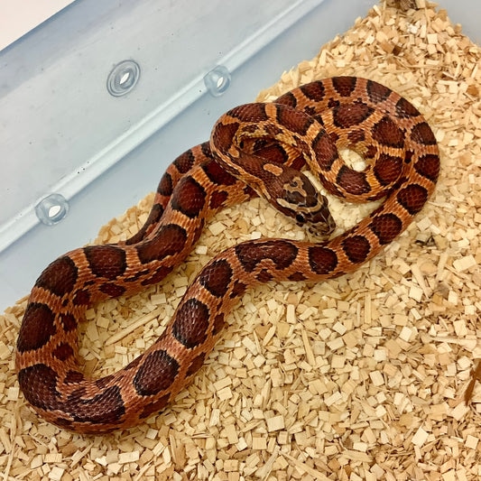 Okeetee Het Scaleless - Corn Snake by BHB Reptiles - MorphMarket