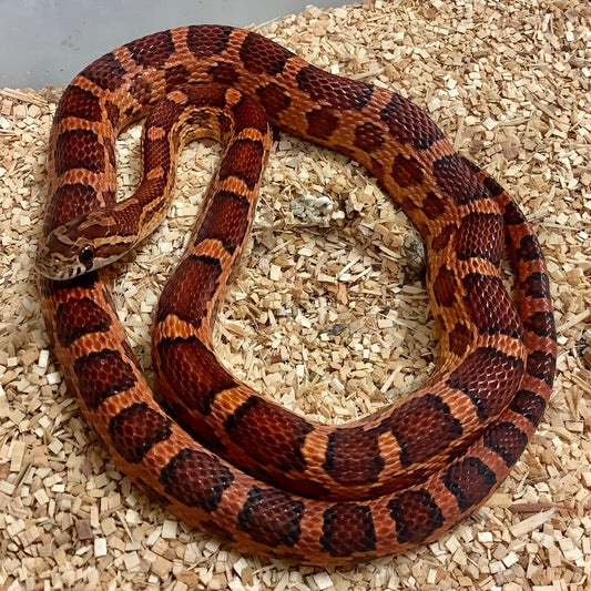 Okeetee Het Scaleless Corn Snake by BHB Reptiles - MorphMarket