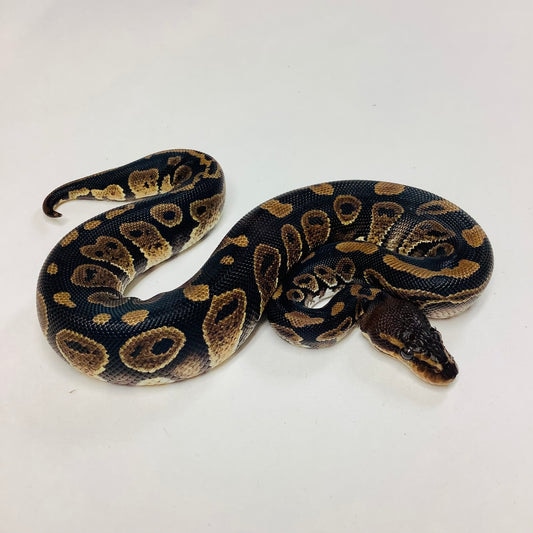 Mahogany Ball Python by BHB Reptiles - MorphMarket