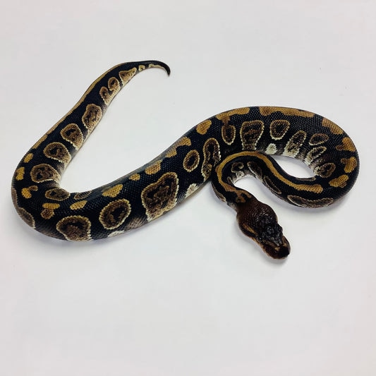 Mahogany Ball Python by BHB Reptiles - MorphMarket