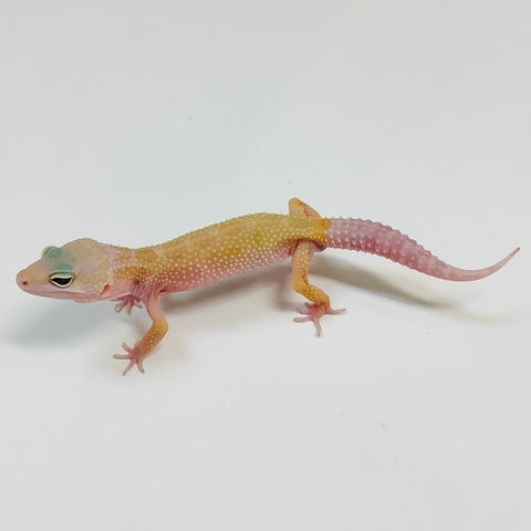 Mack Snow Tremper Albino Murphy Patternless Leopard Gecko by BHB ...