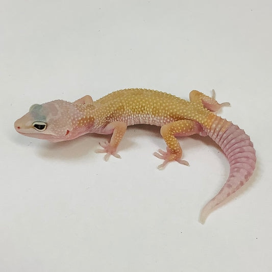 Mack Snow Murphy Patternless Pos Het Tremper & Eclipse Leopard Gecko by ...