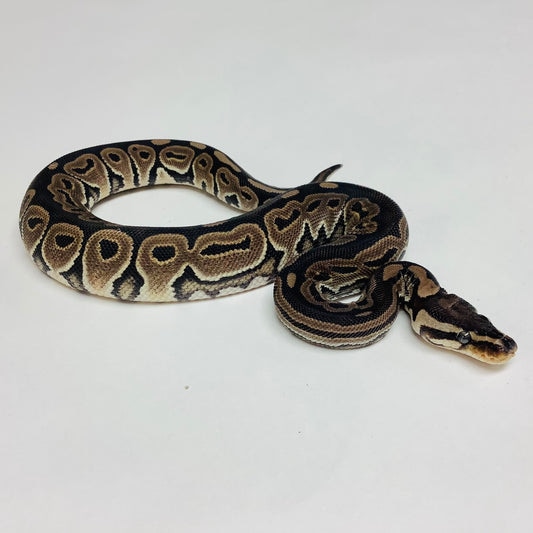 Lori Ball Python by BHB Reptiles