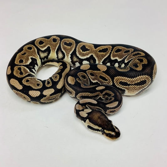 Lori Ball Python by BHB Reptiles