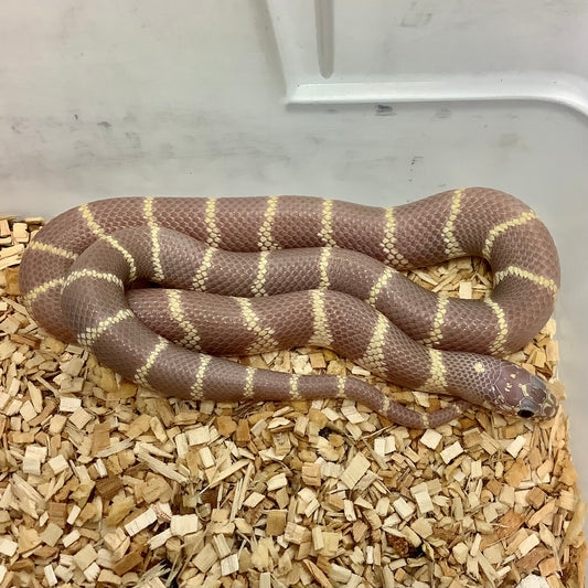 Lavender Het Lavender Snow California Kingsnake by BHB Reptiles