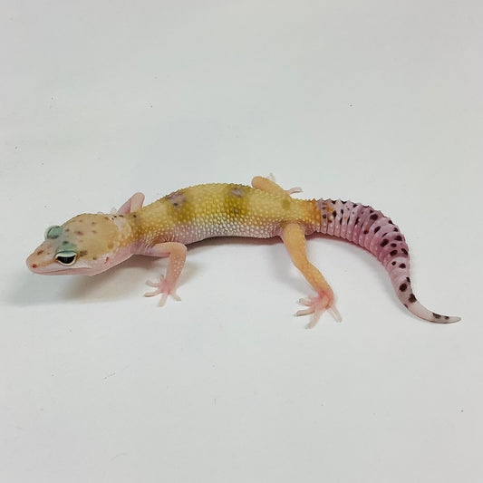 Hypo Mack Snow W/Y Het Murphy Patternless Leopard Gecko by BHB Reptiles ...