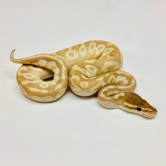 Crystal Ball Python by BHB Reptiles - MorphMarket
