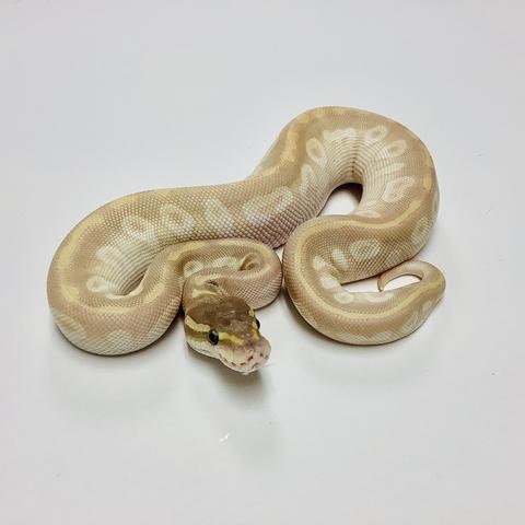 Crystal Ball Python by BHB Reptiles - MorphMarket