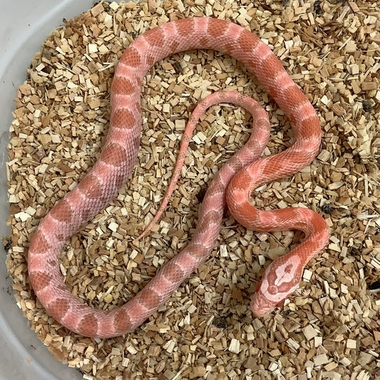 Coral Snow Corn Snake by BHB Reptiles - MorphMarket