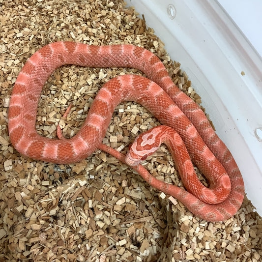 Coral Snow Corn Snake by BHB Reptiles