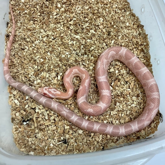 Coral Snow Corn Snake by BHB Reptiles - MorphMarket