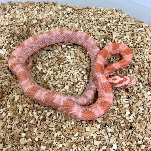 Coral Snow Corn Snake by BHB Reptiles