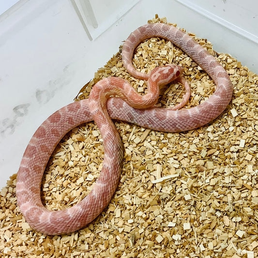Coral Snow Corn Snake by BHB Reptiles - MorphMarket