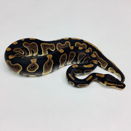 Chocolate Ball Python by BHB Reptiles - MorphMarket