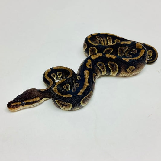 Chocolate Ball Python by BHB Reptiles - MorphMarket