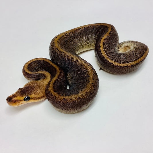 Camo Ball Python by BHB Reptiles