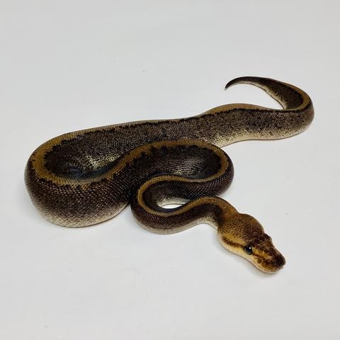 Camo Ball Python by BHB Reptiles - MorphMarket