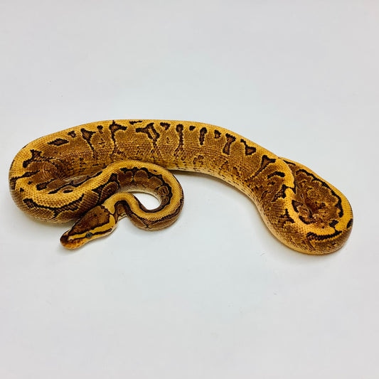 Calico Pinstripe Yellowbelly Ball Python by BHB Reptiles - MorphMarket