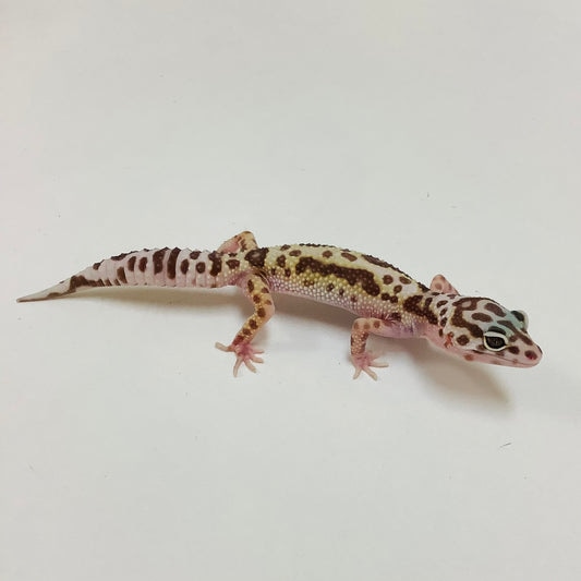 Bold Mack Snow Tremper Albino Leopard Gecko by BHB Reptiles - MorphMarket