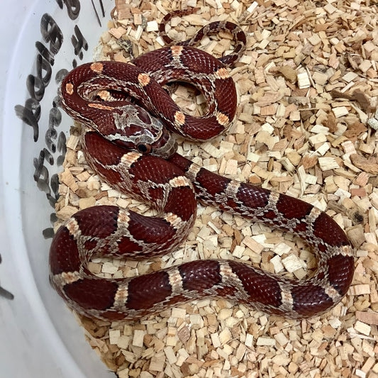 Bloodred Het Granite Scaleless Corn Snake by BHB Reptiles - MorphMarket
