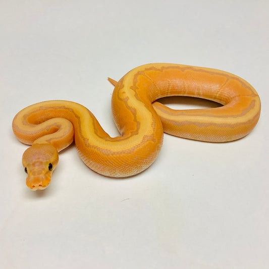 Banana Lori Pinstripe Ball Python By Bhb Reptiles Morphmarket